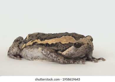 925 Young bullfrog Images, Stock Photos & Vectors | Shutterstock