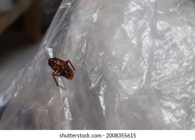449 Cockroaches on stick Images, Stock Photos & Vectors | Shutterstock