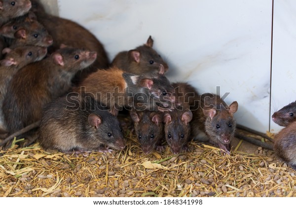 Selective Focus View Brown Rats Farm Stock Photo 1848341998 | Shutterstock