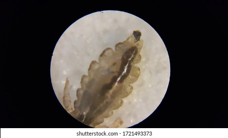 368 Lice microscope Images, Stock Photos & Vectors | Shutterstock