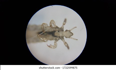 Selective Focus View Microscope View Head Stock Photo 1722599875 ...