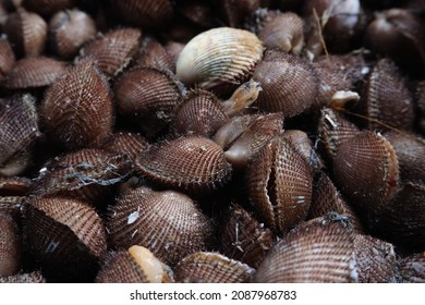 998 Ark shell Images, Stock Photos & Vectors | Shutterstock