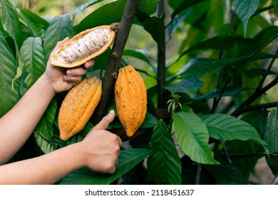1,043 Cocoa pulp Images, Stock Photos & Vectors | Shutterstock