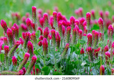 202 Red Feather Clover Images, Stock Photos & Vectors | Shutterstock