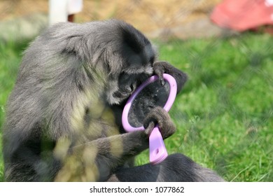 305 Monkey looking in mirror Images, Stock Photos & Vectors | Shutterstock