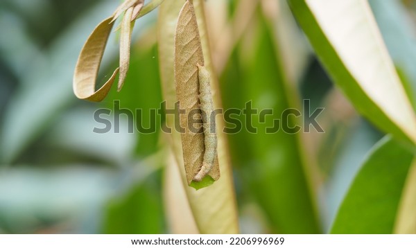 Semilooper Young Larvae Scrape Tissues Leaf Stock Photo 2206996969 ...