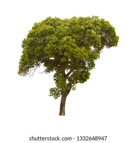 Separate Tree Located On White Background Stock Photo 1332648947 ...