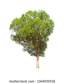 Separate Tree Located On White Background Stock Photo 1344935918 ...