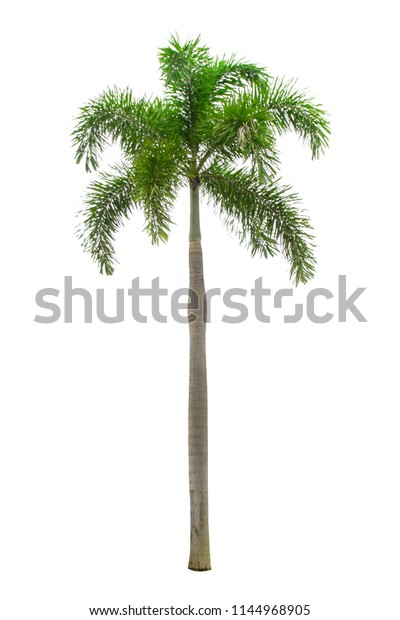 Separate Tree On White Background Collection Stock Photo 1144968905 ...
