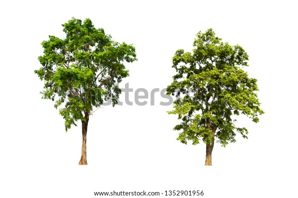Separate Tree Set Set On White Stock Photo 1352901956 | Shutterstock