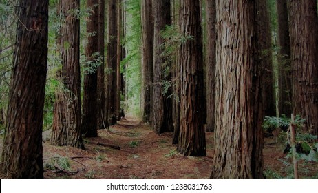 799 Foreboding trees Images, Stock Photos & Vectors | Shutterstock
