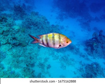 1,756 Sergeant Fish Images, Stock Photos & Vectors | Shutterstock