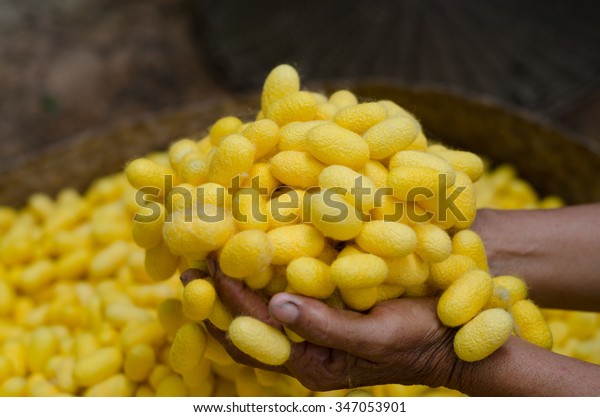 Sericulture Blurred Background Stock Photo 347053901 | Shutterstock