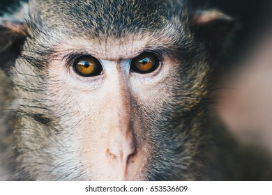 Serious Monkey Stock Photo 653536609 | Shutterstock