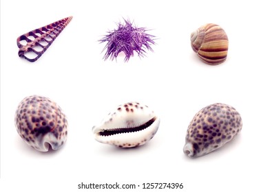 Set Clam Shells Stock Photo 1257274396 | Shutterstock