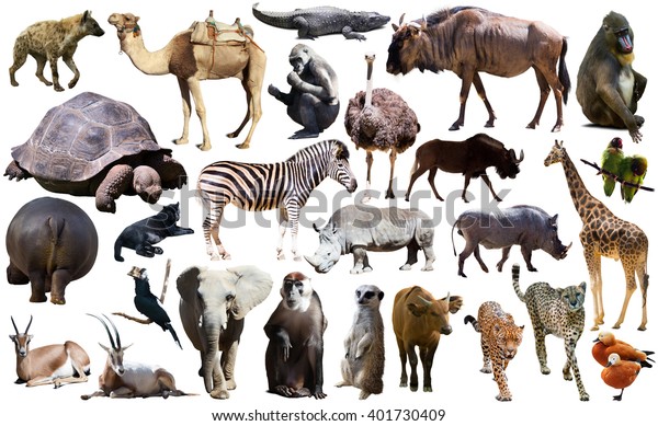 Set Different African Animals Isolated Over Stock Photo 401730409 ...
