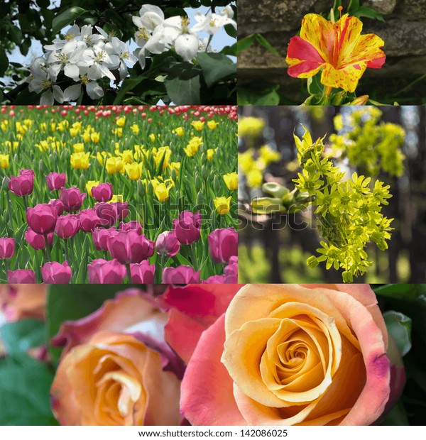 Set Different Spring Flowers Stock Photo 142086025 | Shutterstock