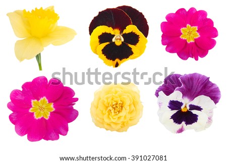 Set Different Types Spring Flowers Isolated Stock Photo (Edit Now ...