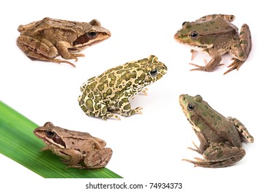 923 Five frogs Images, Stock Photos & Vectors | Shutterstock