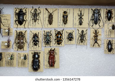 Set Insect Samples Stock Photo 1356147278 | Shutterstock