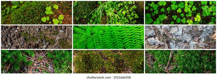 Set Natural Textures Nature Objects Closeup Stock Photo 1921666358 ...