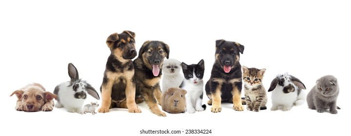 11,100 Pets collage Images, Stock Photos & Vectors | Shutterstock