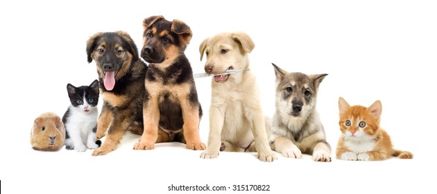 Set Pets Stock Photo 315170822 | Shutterstock