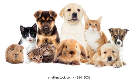 Set Pets Stock Photo (Edit Now) 450402028