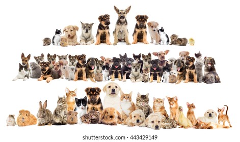 Set Pets Stock Photo 443429149 | Shutterstock