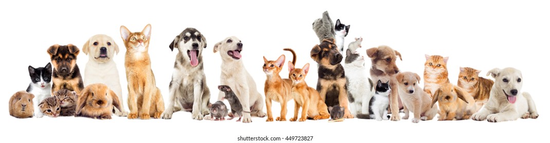 Set Pets Stock Photo 449723827 | Shutterstock
