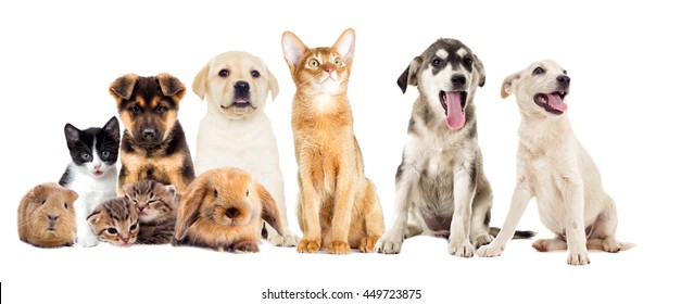 Set Pets Stock Photo (Edit Now) 450402028
