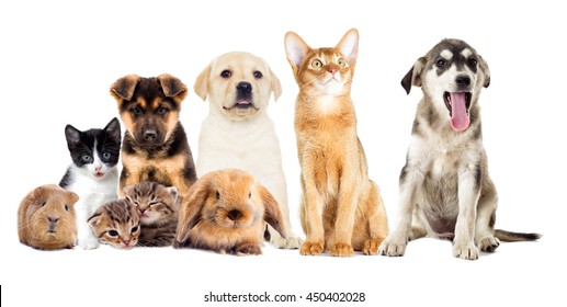 Set Pets Stock Photo (Edit Now) 450402028