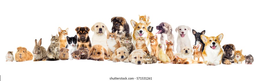 36,546 Group of pets together Images, Stock Photos & Vectors | Shutterstock