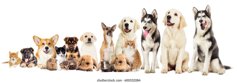 Group Pets On White Background Foto stock 572616661 | Shutterstock
