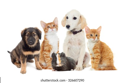 132,614 Mixed pets Images, Stock Photos & Vectors | Shutterstock