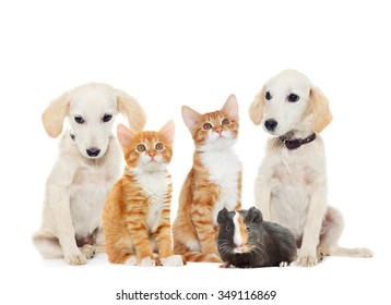 Set Pets Looking Stock Photo 349116869 | Shutterstock