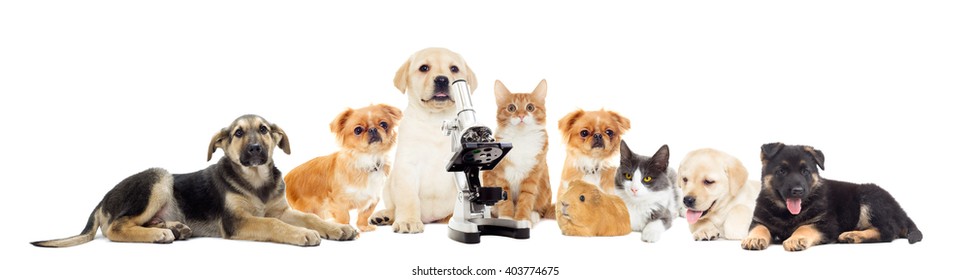 Group Pets Sitting Front White Background Stock Photo (Edit Now) 76686721