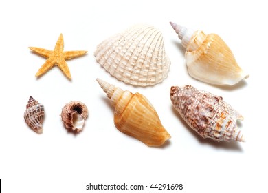 14,593 Sea Shells Different Colors Images, Stock Photos & Vectors ...