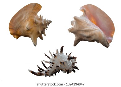 237 Aztec set Stock Photos, Images & Photography | Shutterstock