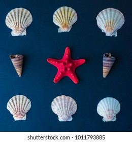 Set Starfish Seashells Square Stock Photo 1011793885 | Shutterstock