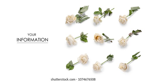 Set Withered Rose Pattern On White Stock Photo 1074676508 | Shutterstock
