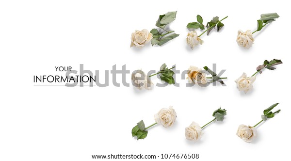 Set Withered Rose Pattern On White Stock Photo 1074676508 | Shutterstock