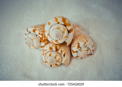 Seven Set Several Different Shells On Stock Photo 725426029 | Shutterstock