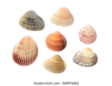 Seven Shells Stock Photo 360991862 | Shutterstock