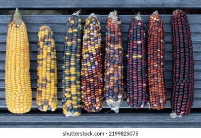 785 Several corn cobs Images, Stock Photos & Vectors | Shutterstock