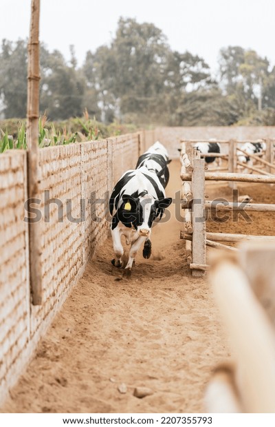Several Cows Running Narrow Path Farm Stock Photo 2207355793 | Shutterstock