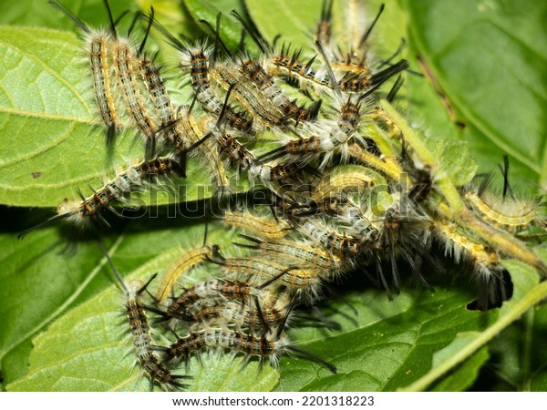 Several Different Instars Stages Development Caterpillars Stock Photo ...