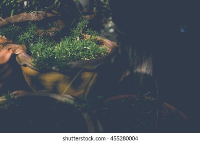 Shade Trees Stock Photo 455280004 | Shutterstock