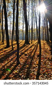 Rain Forest Vancouver Island British Columbia Stock Photo 534857938 ...