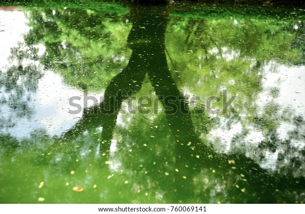 Shade Trees Water Stock Photo 760069141 | Shutterstock